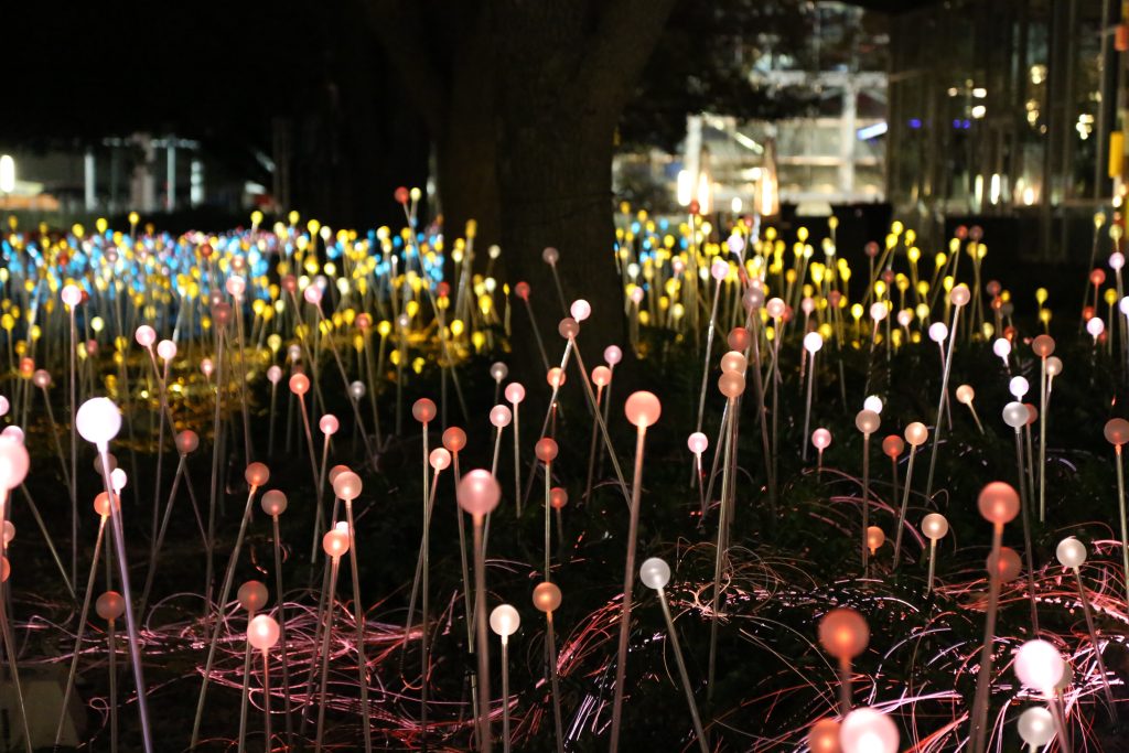 Field of Light - Bruce Munro Studio